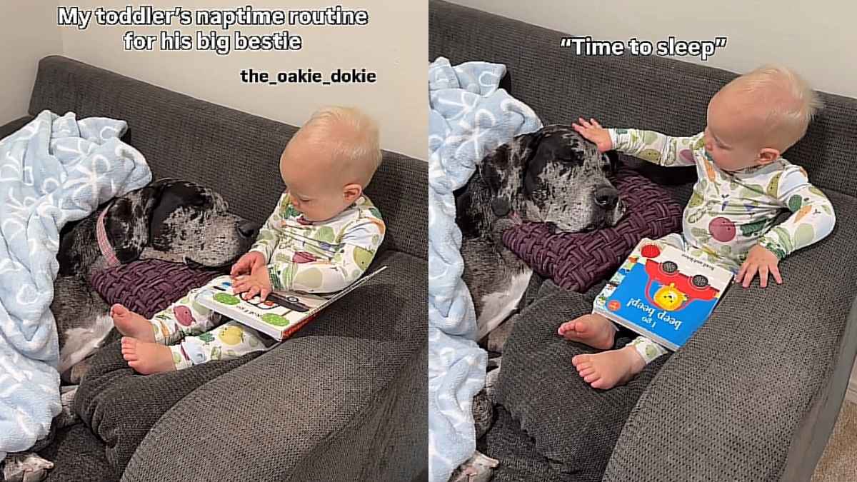 Toddler's Nighttime Routine With Dog 'Bestie' Will Warm Your Heart ...