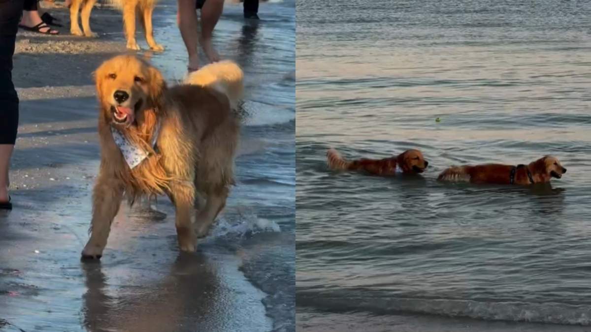 Video: Dog Having Best Time at Golden Retriever Meetup - DogTime