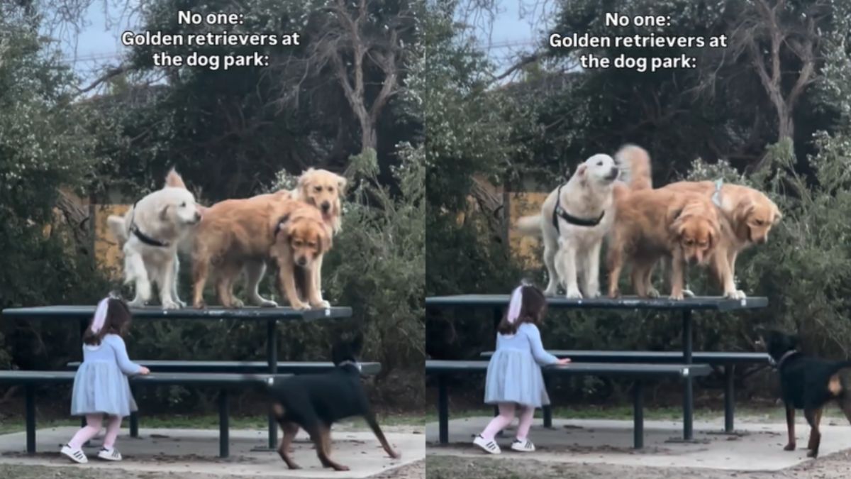 Video: Owner Shows What Golden Retrievers Do at Dog Park - DogTime