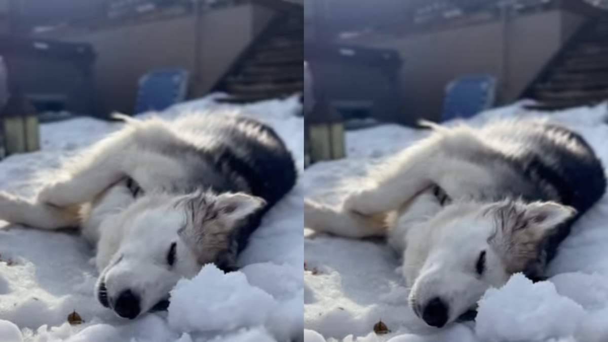 Video: Rescue Husky Enjoys Relaxing Nap Time in Snow - DogTime