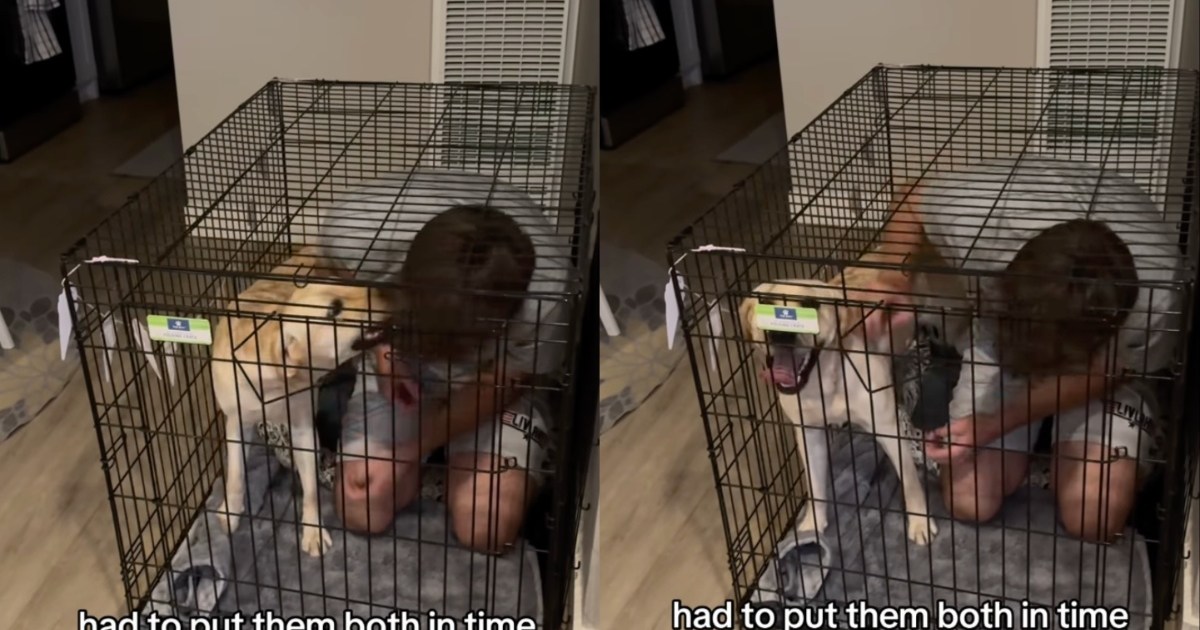 Dog Gets Time Out in Crate With Dad, but Still Won’t Learn in Funny ...