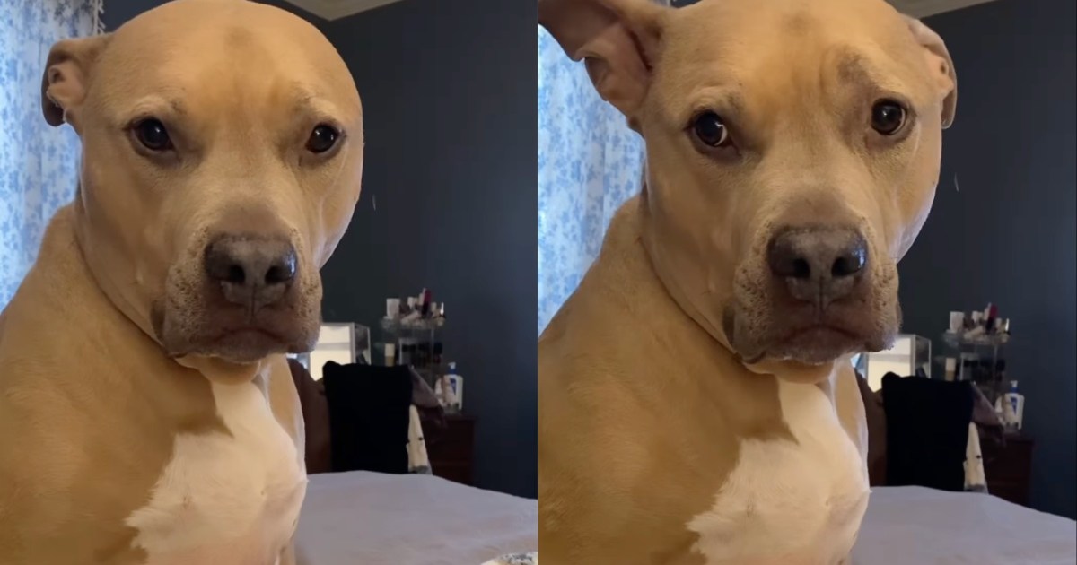 Video: Dog Might Be Asking Owner to Change to His Favorite Show on TV ...