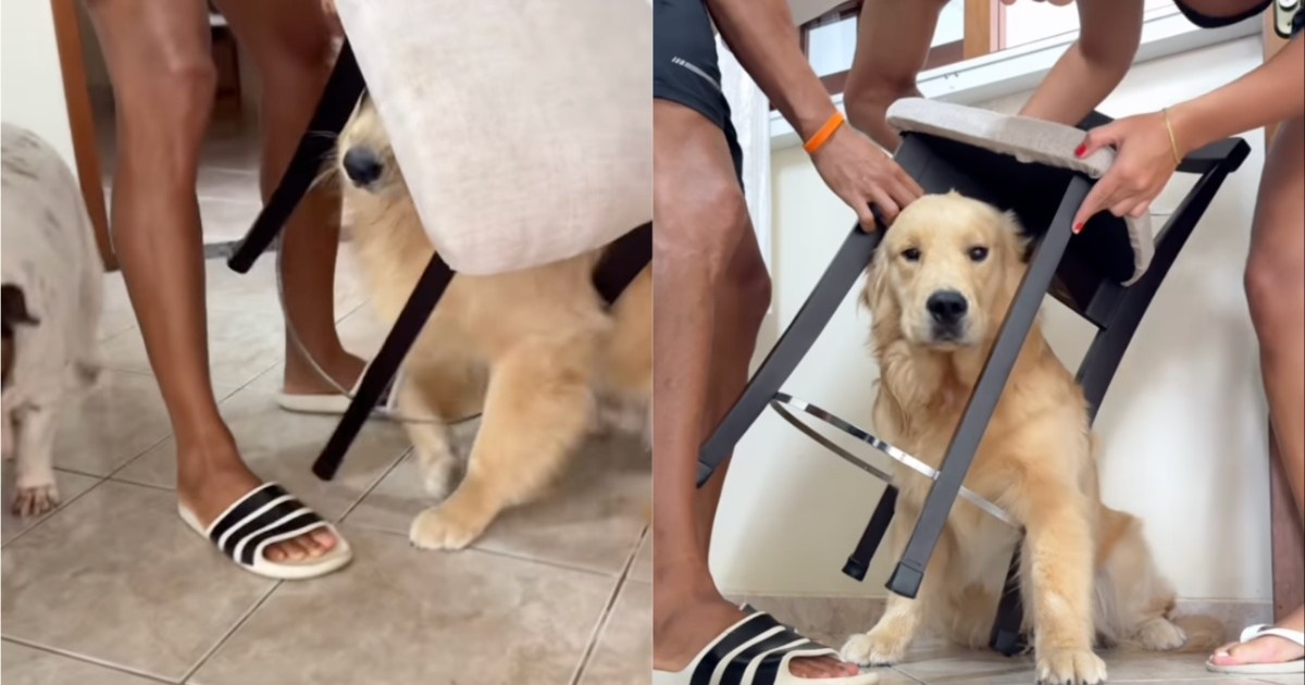 Golden Retriever Hilariously Gets Himself Stuck Under a Chair - DogTime