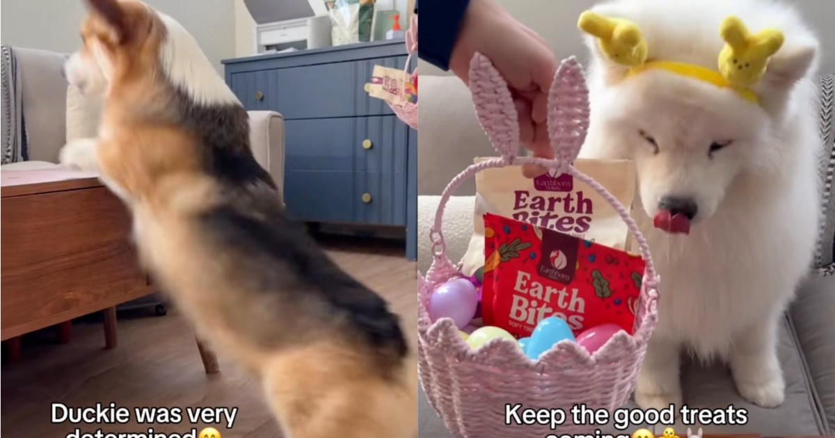 Video: Samoyed & Corgi Enjoy Easter Egg Hunt - DogTime
