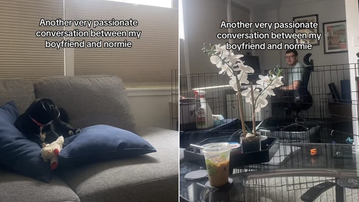 Video: Dog & Owner's Boyfriend Are Literally Talking to Each Other ...