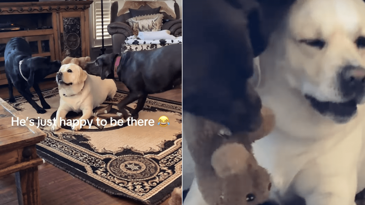 Dog Groups - DogTime