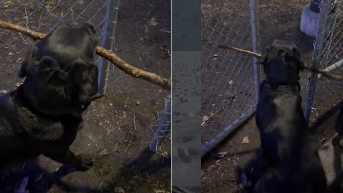 Video Shows How Dog Gets Large Stick Through Narrow Opening - DogTime