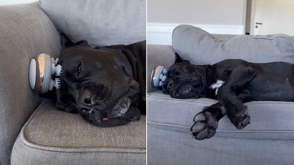 Video: Dog Shows the Right Way to Relax in Life - DogTime