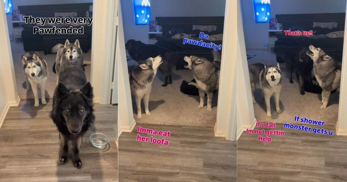 3 Dogs Get Offended by Their Mom's Request - DogTime