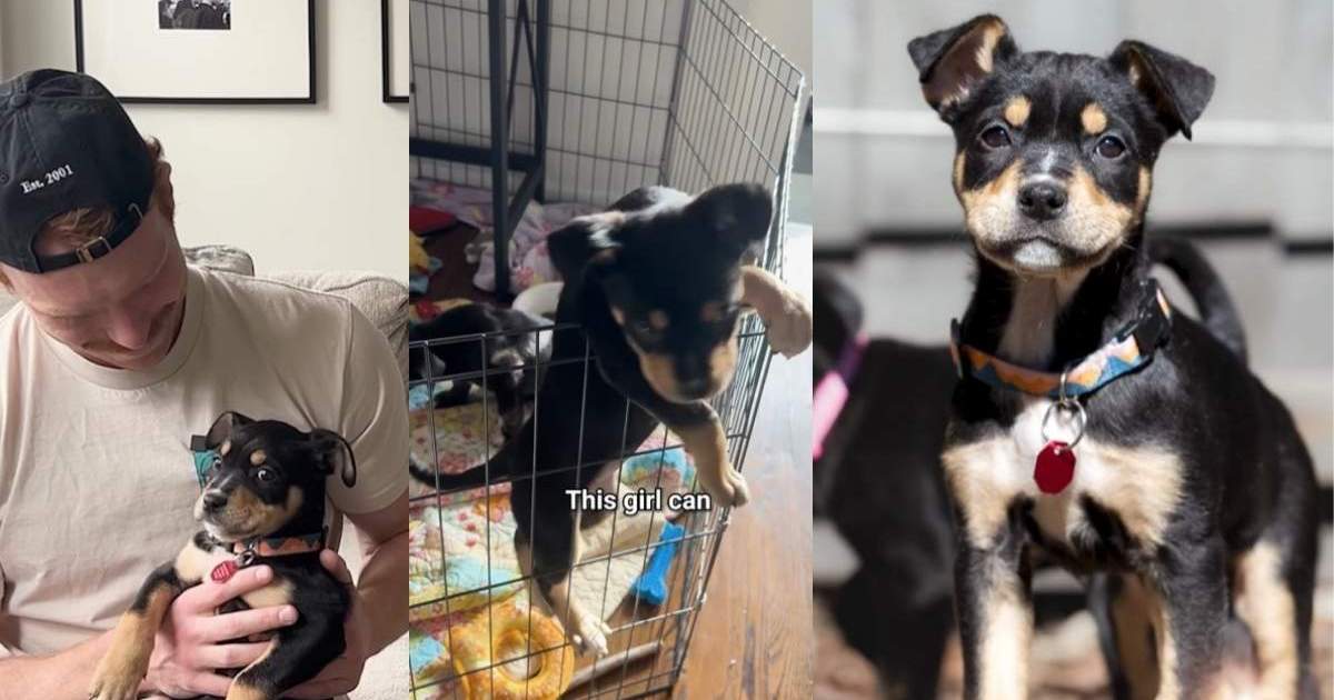 Video: 'Abandoned' Foster Puppy Is a Qualified 'Escape Artist' - DogTime