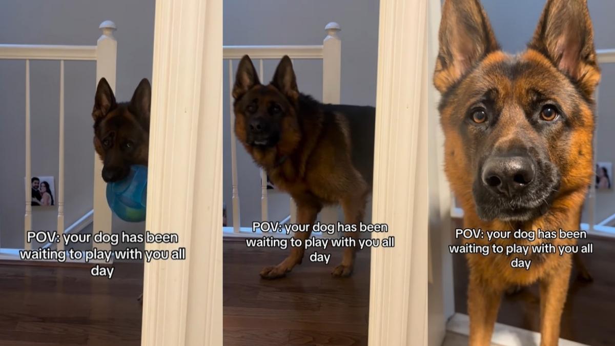 Dog Waits All Day To Play Ball With Mom & She Just Can’t Say No - DogTime