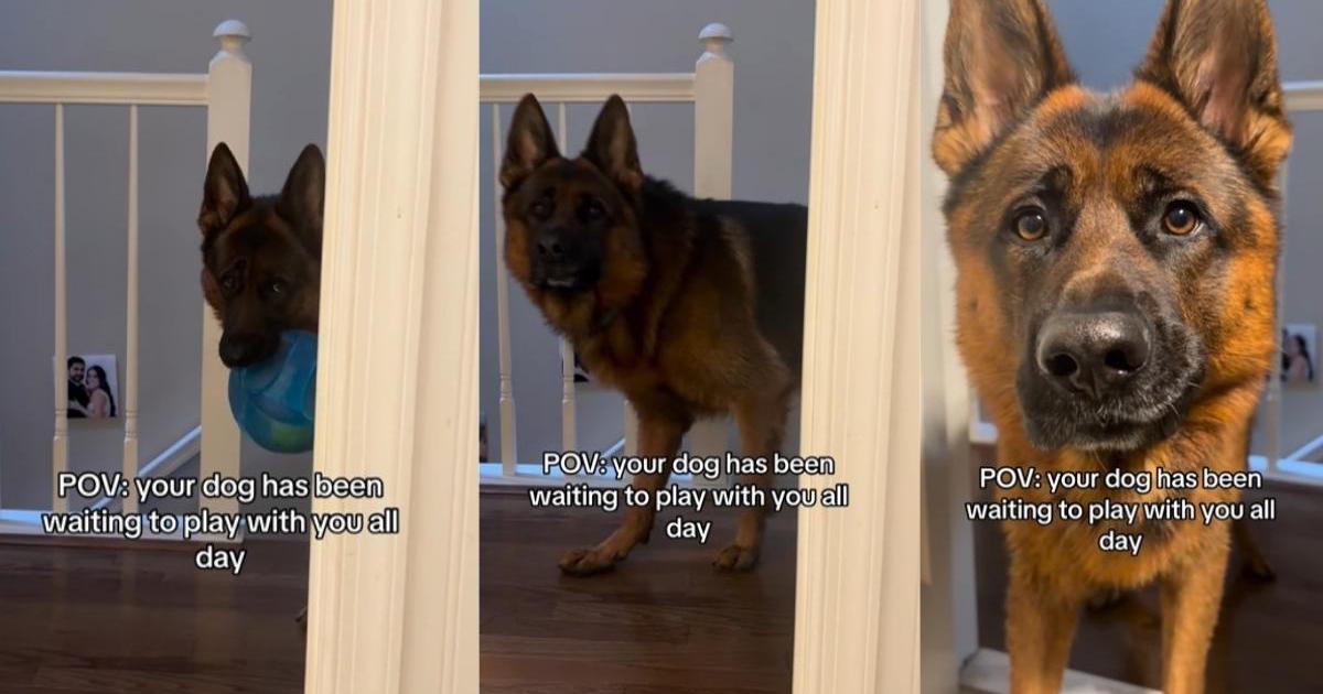 Dog Waits All Day To Play Ball With Mom & She Just Can’t Say No - DogTime