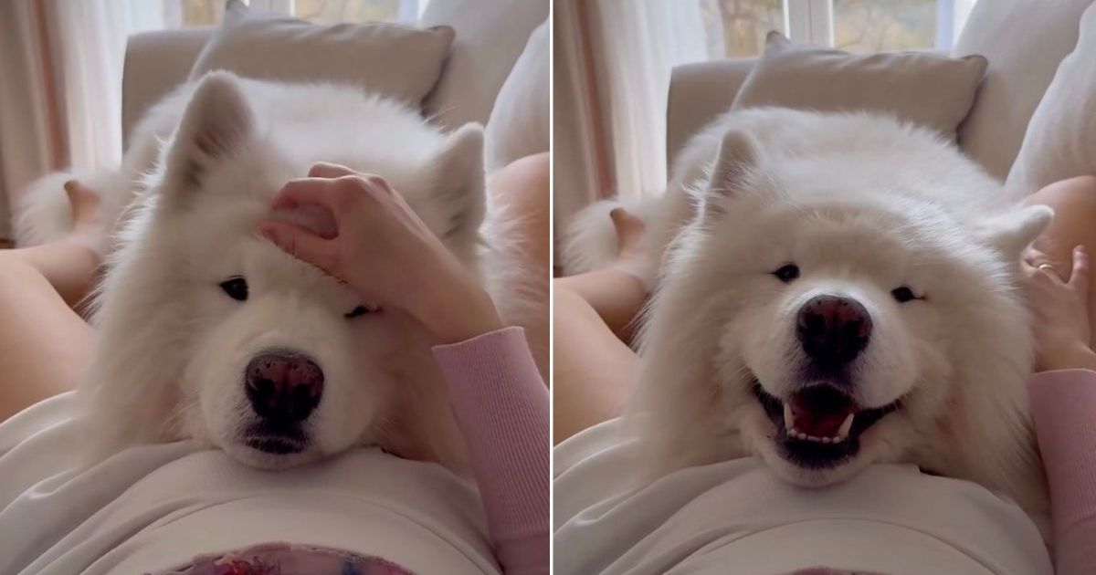 Samoyed’s Reaction To Feeling Baby’s Kick First Time Is Priceless - DogTime