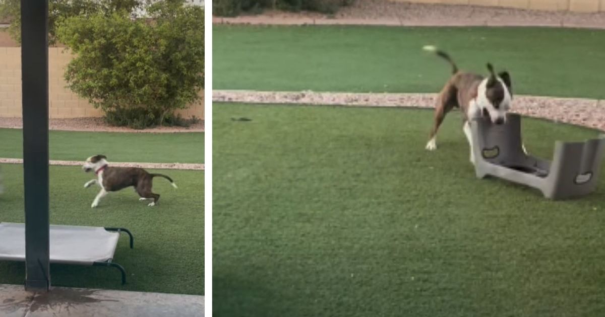 Video: Adopted Shelter Dog's Solo Playtime Melts Hearts - DogTime