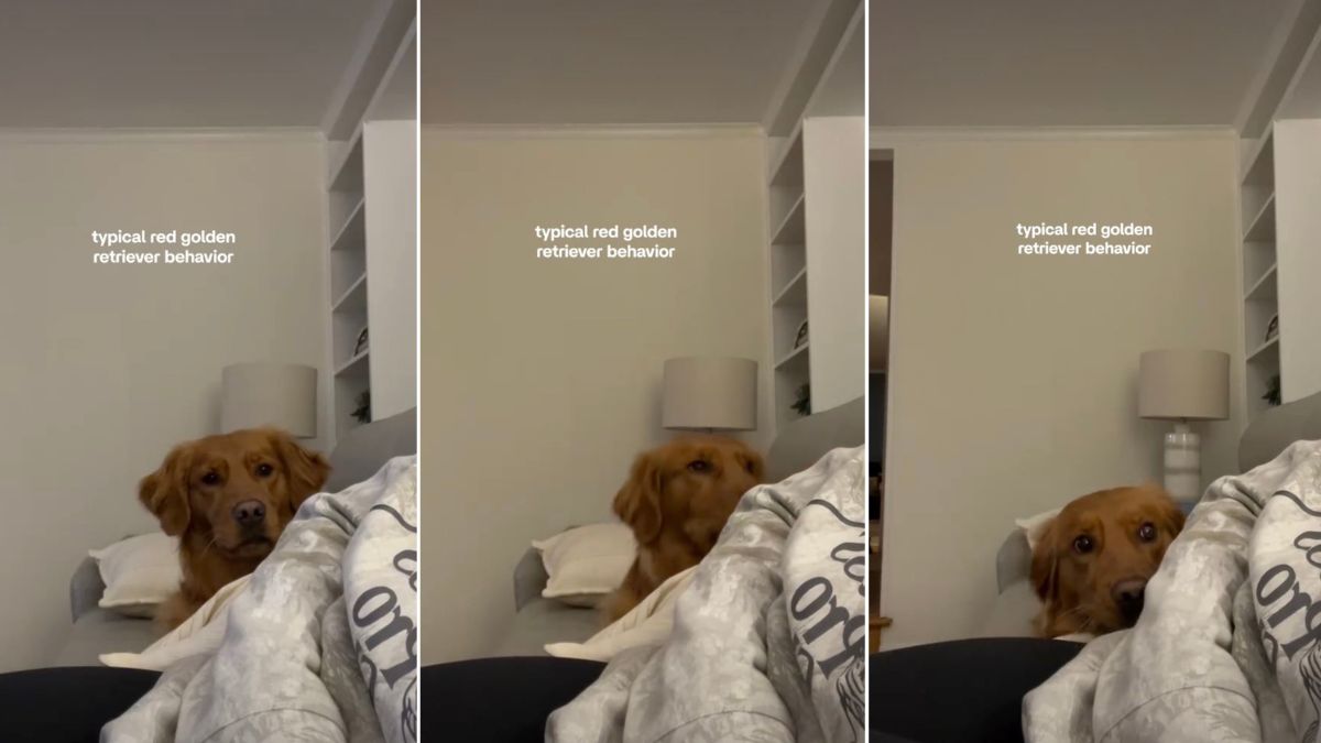 Golden Retriever Shows Major Sass After Owner Takes Ball Away in Viral ...