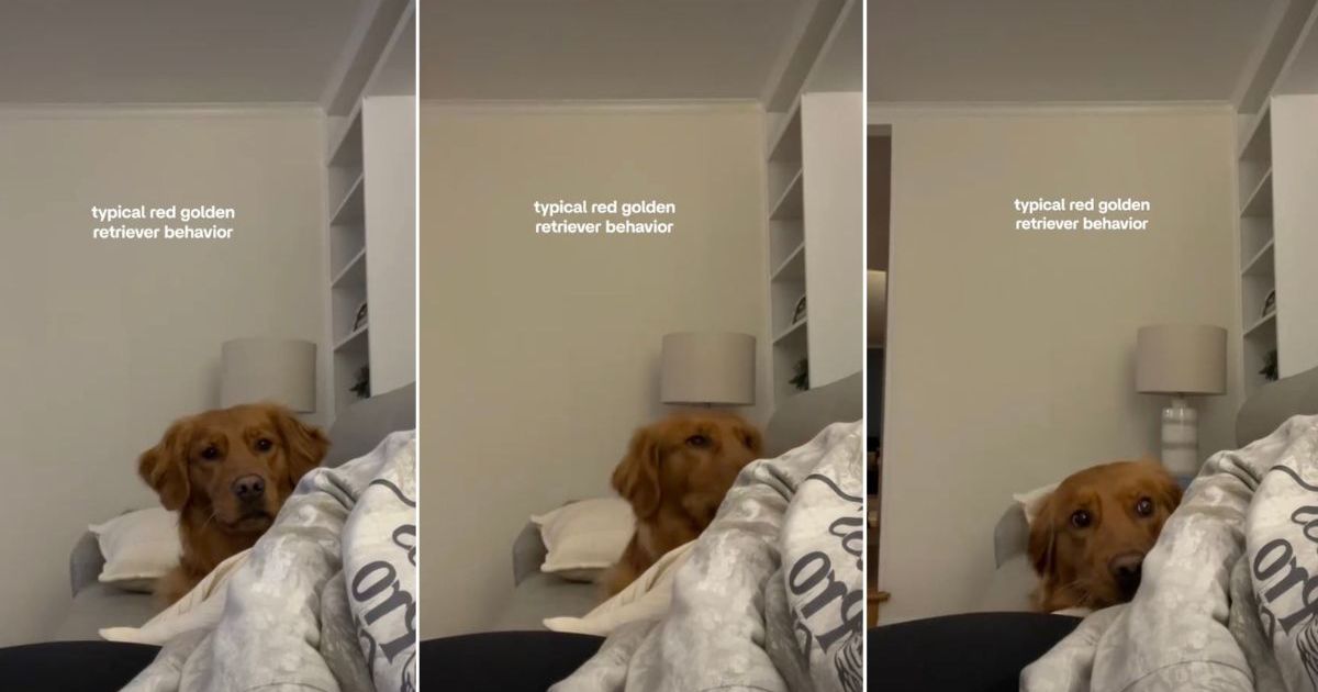 Golden Retriever Shows Major Sass After Owner Takes Ball Away in Viral ...
