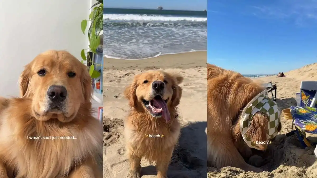 Golden Retriever Wasn’t Sad, He Just Needed a Day at the Beach - DogTime