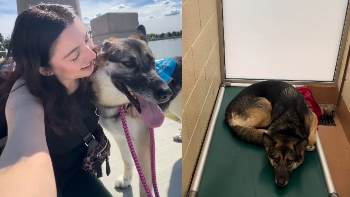 Shelter Dog Shows How a Day Out & Some Love Make a World of Difference ...