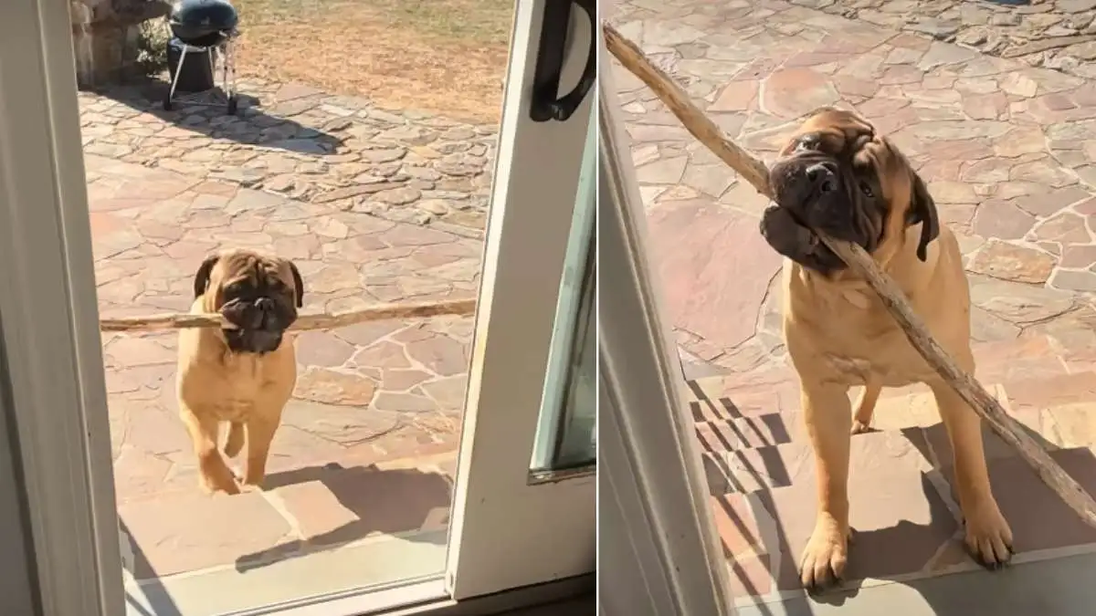 Dog’s Third Attempt To Bring Big Stick Home Ends Hilariously - DogTime