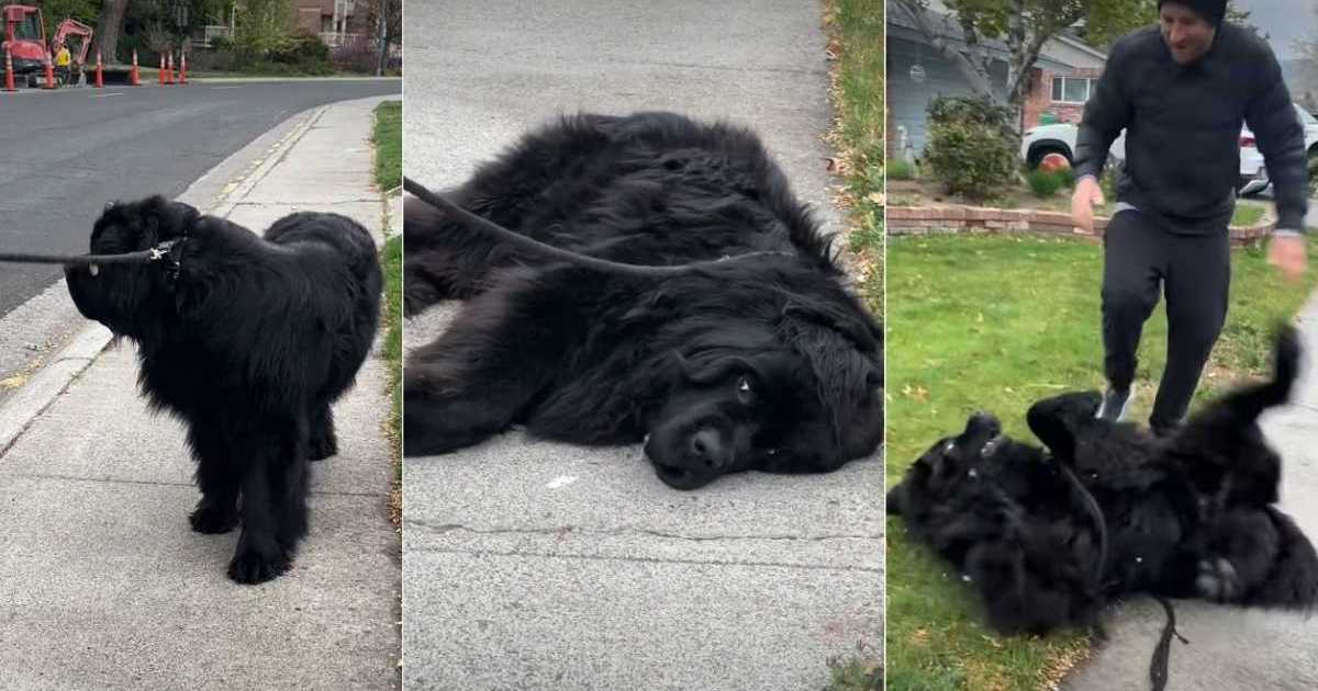 Dog Falls for Fake Treat While Throwing Tantrum During Walk - DogTime