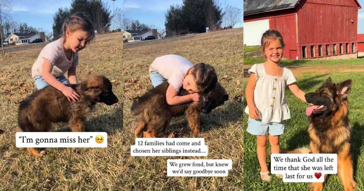 Dog Gets To Grow up With Little Girl After Being the ‘Last Pick’ Pup ...