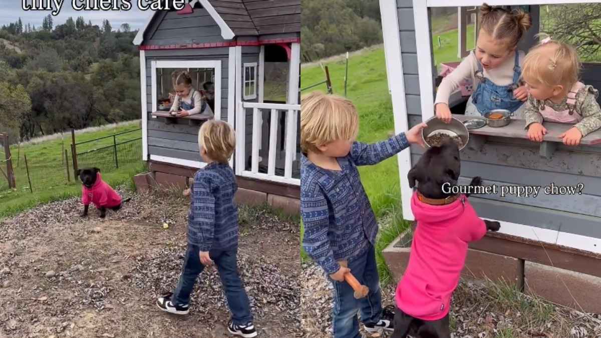 Dog Stops by Little Girls’ Cafe for Treats on Wholesome Sunday ...
