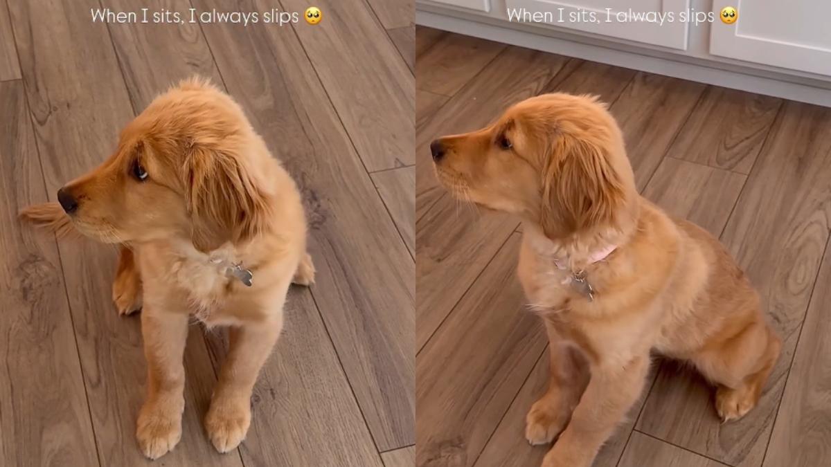 Golden Retriever Puppy Adorably Slips Whenever She Sits - DogTime