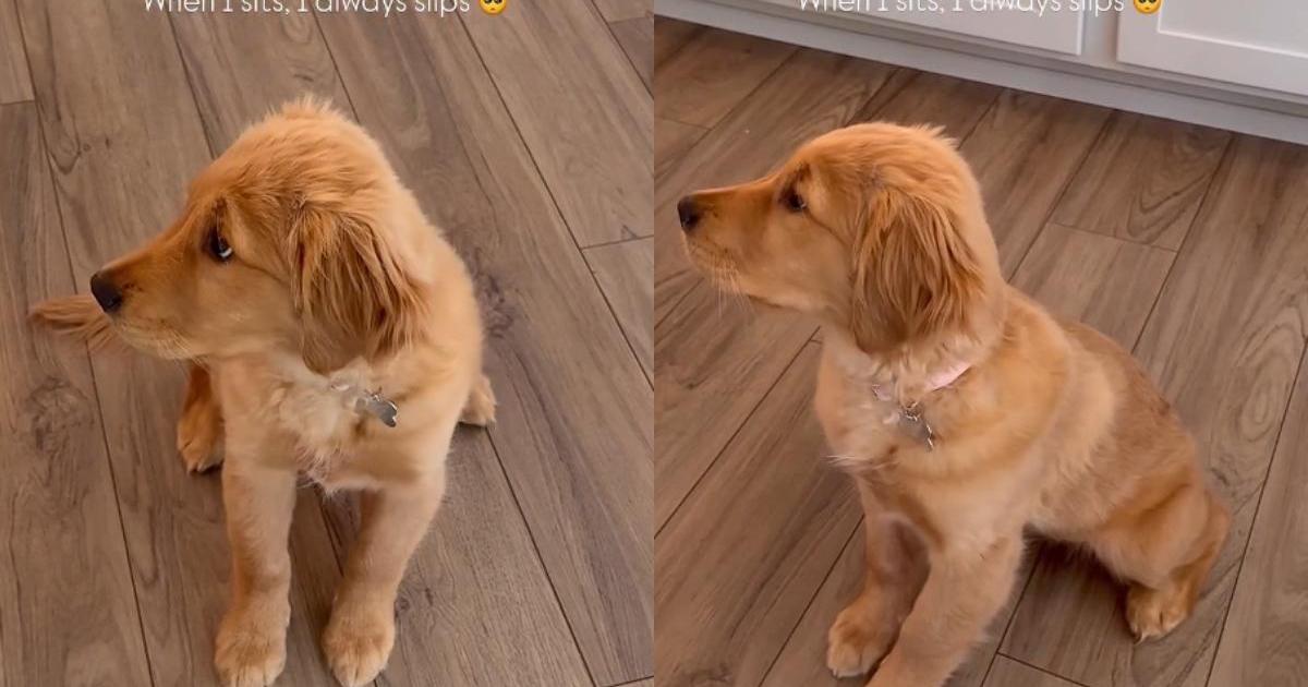 Golden Retriever Puppy Adorably Slips Whenever She Sits - DogTime