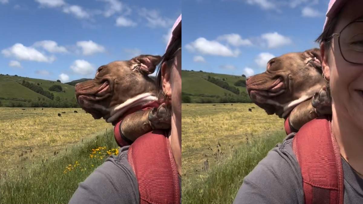 Shelter Dog Admires the World on a Piggyback Ride With Mom After ...