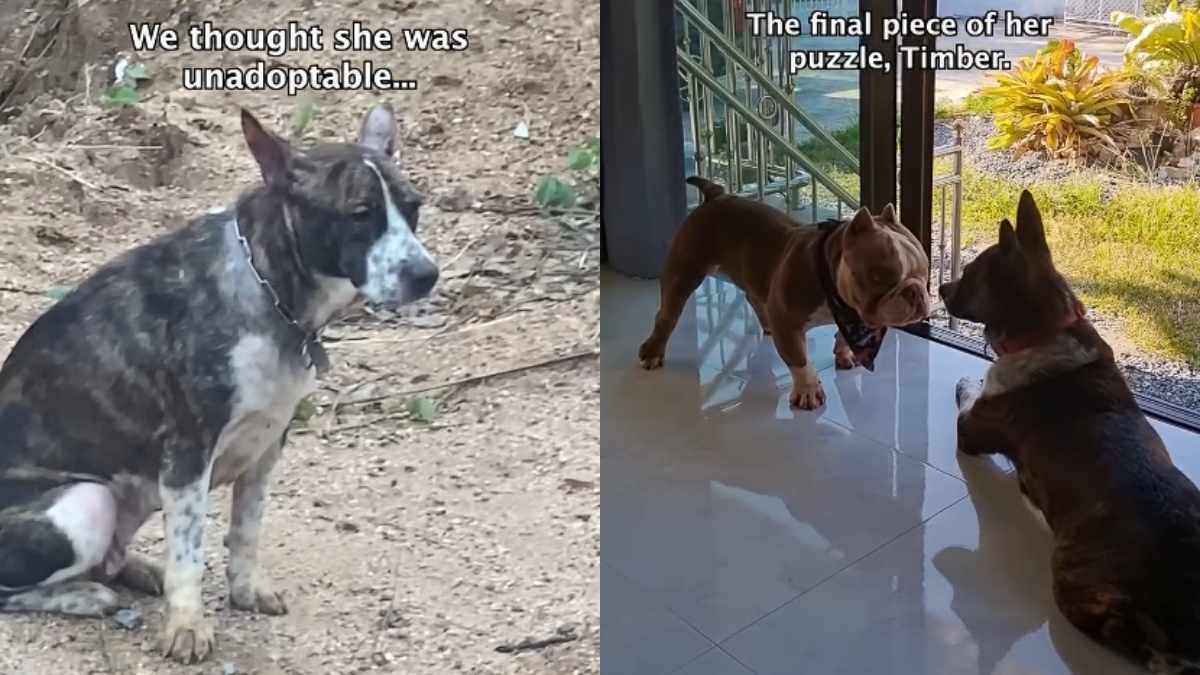 Rescue Dog Who ‘Hated’ Everyone Finds Forever Home & a Best Friend ...