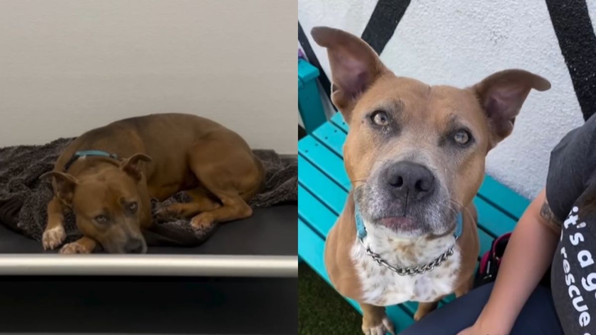 Rescue Dog’s Story Proves She’s Worthy of Love Despite Being Returned ...