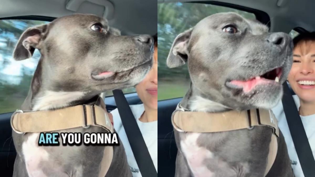 Dog Can’t Hide Excitement as She Is About To Meet Furry Cousin - DogTime