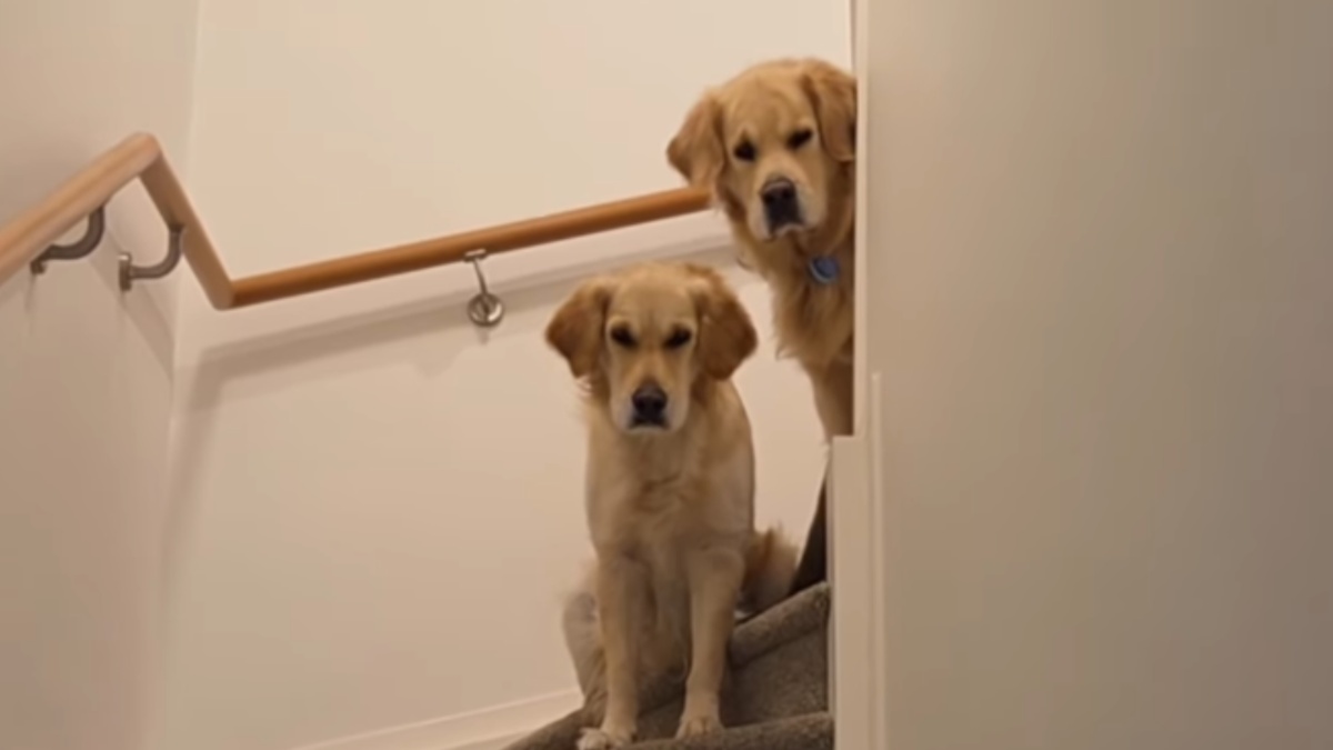 Golden Retrievers Judge Mom for Being Too ‘Loud’ With Friends - DogTime