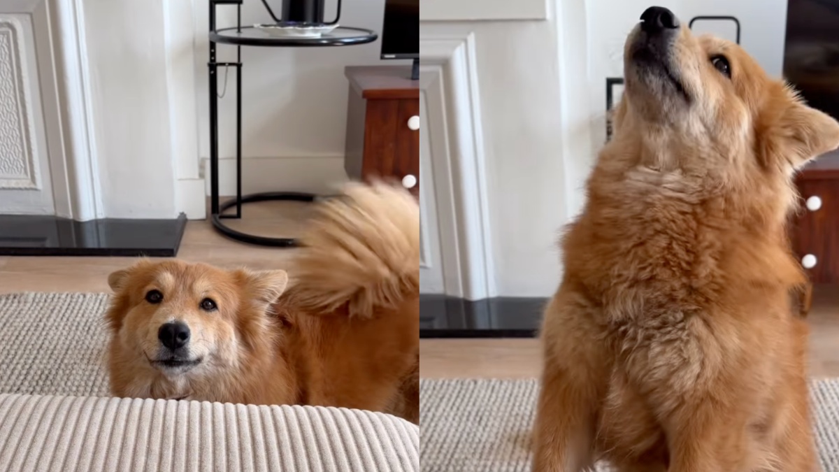 Dog Can’t Stop Wagging Tail While Expressing What She Wants - DogTime