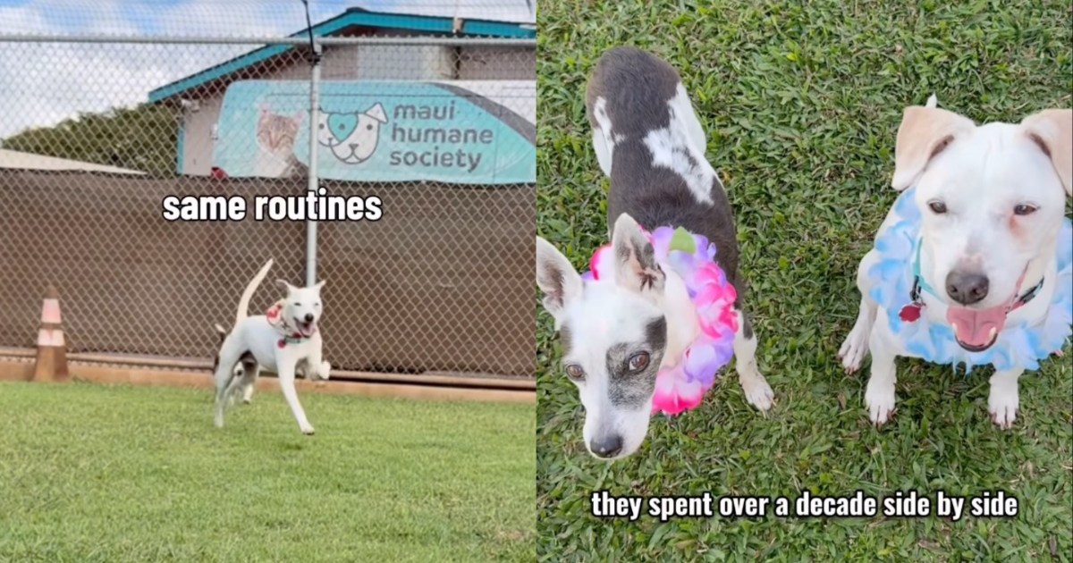 Senior Dog Mourning Loss of Best Friend at Shelter Gets Adoption Update ...