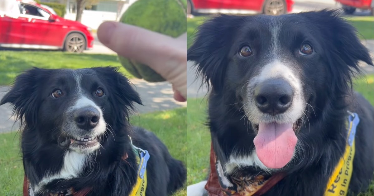 Border Collie’s Reaction Before & After Seeing Ball Goes Viral - DogTime