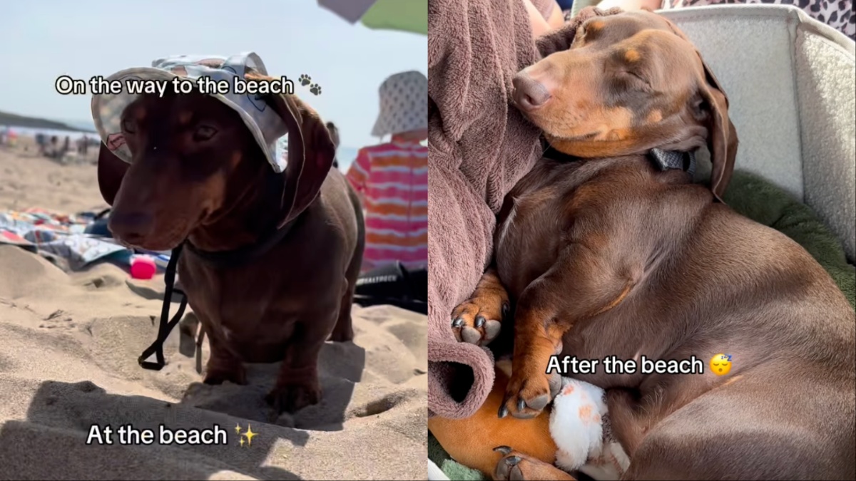 Owner Documents Dachshund Having Successful Day at Beach - DogTime