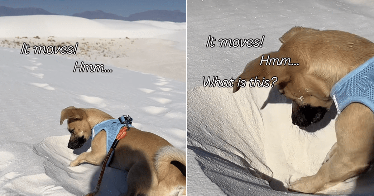 Dog Discovers Sand for the First Time & Can't Keep Calm - DogTime