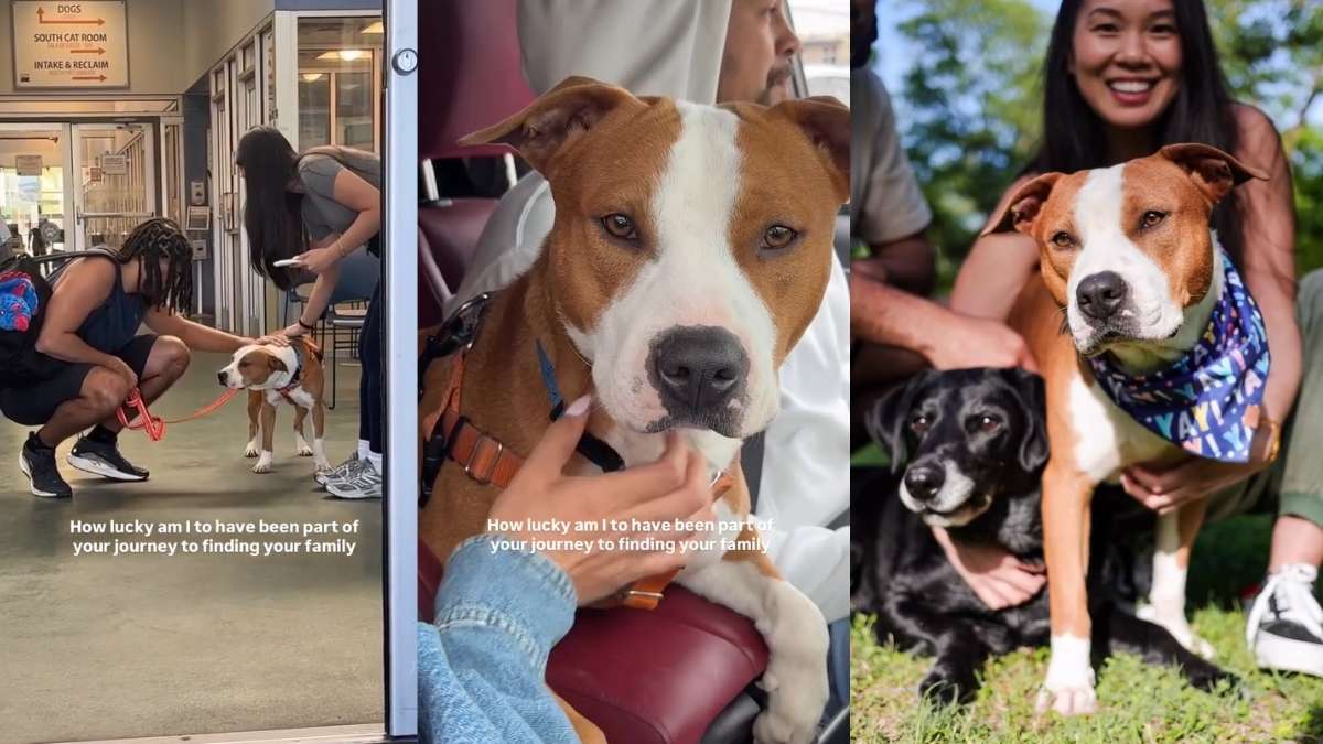 Shelter Dog Finds a Forever Home & Best Friend Just After a Sleepover ...