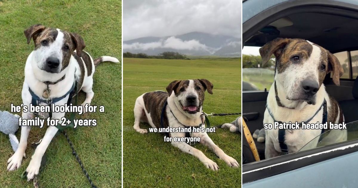 Shelter Dog May Not Be for Everyone but Knows How to Be on Best ...