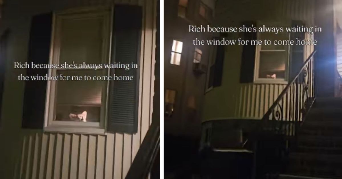 Dog Has the Cutest Greeting as She Waits by Window for Mom To Come Home ...