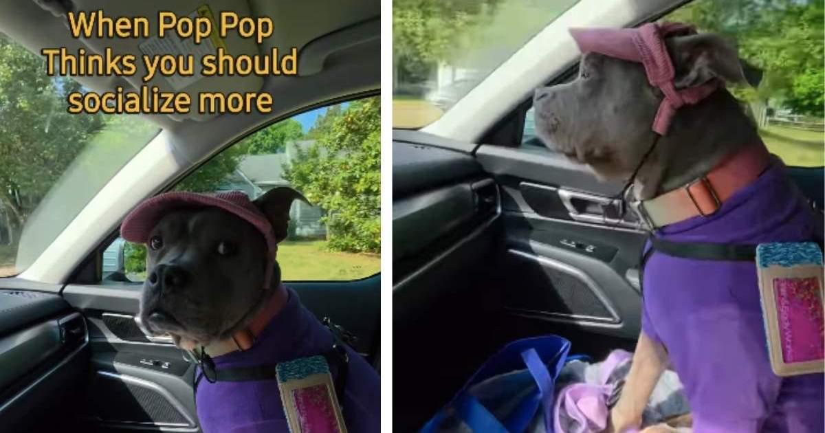 Dog Reacts to Dad Telling Her She Should Socialize More - DogTime