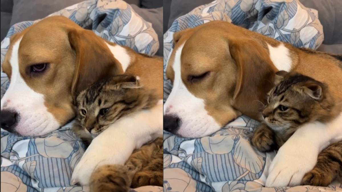 Dog Watches TV While Cuddling With Cat Sibling - DogTime
