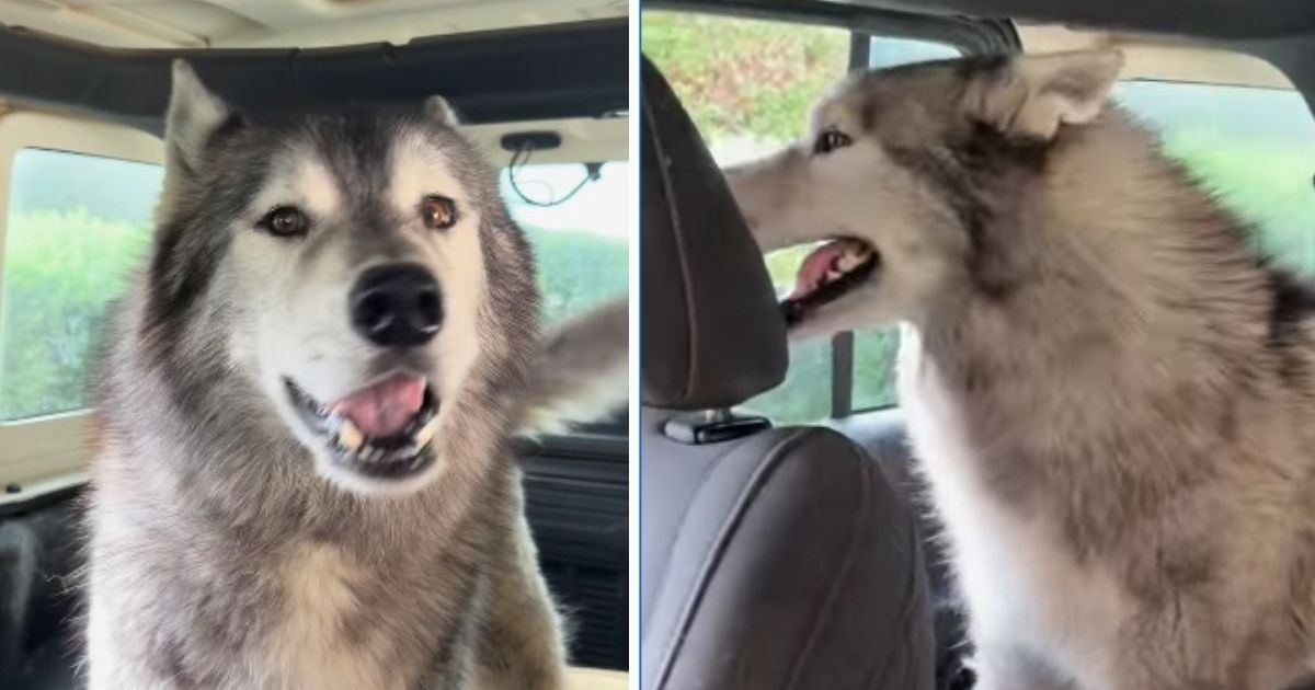 Husky Complains to Mom for Having To Wait in Drive-Through Line - DogTime