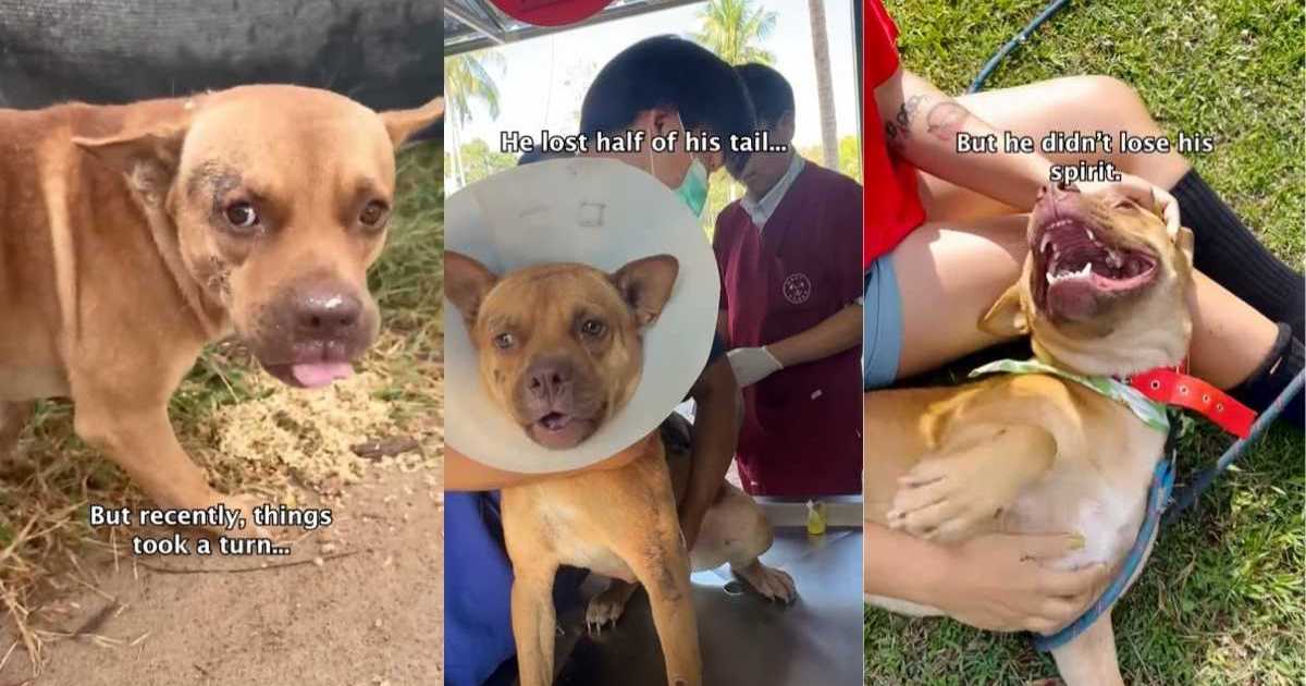 Injured Rescue Dog Undergoes Surgery, Recovers & Regains His Spirit ...