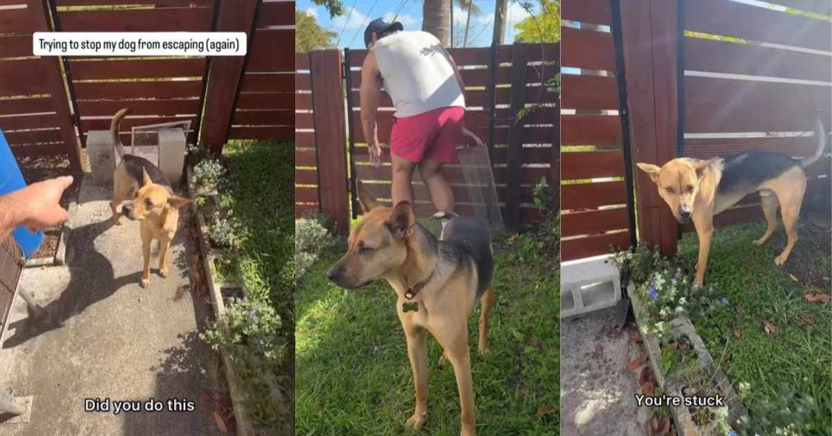 Rescue Dog Protests After Dad Blocks His Backyard Escape Routes - DogTime