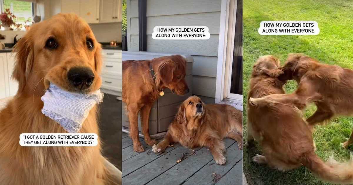 Golden Retriever Has a Unique Way of Getting Along With Everyone - DogTime