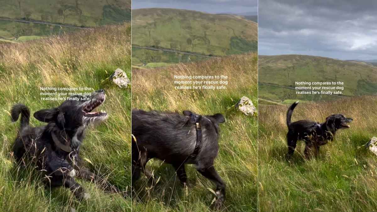 Rescue Dog Realizing His Freedom Amid the Vast Sky Is Priceless - DogTime