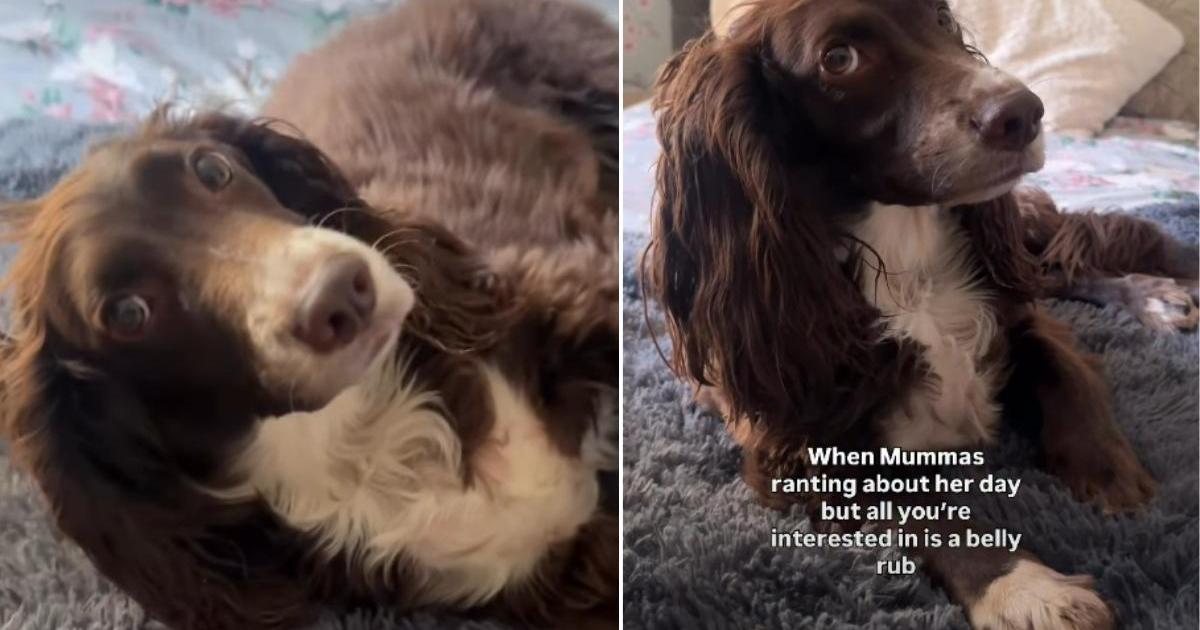 Dog Slowly Falls on Back for Belly Rubs During Mom’s Ranting - DogTime