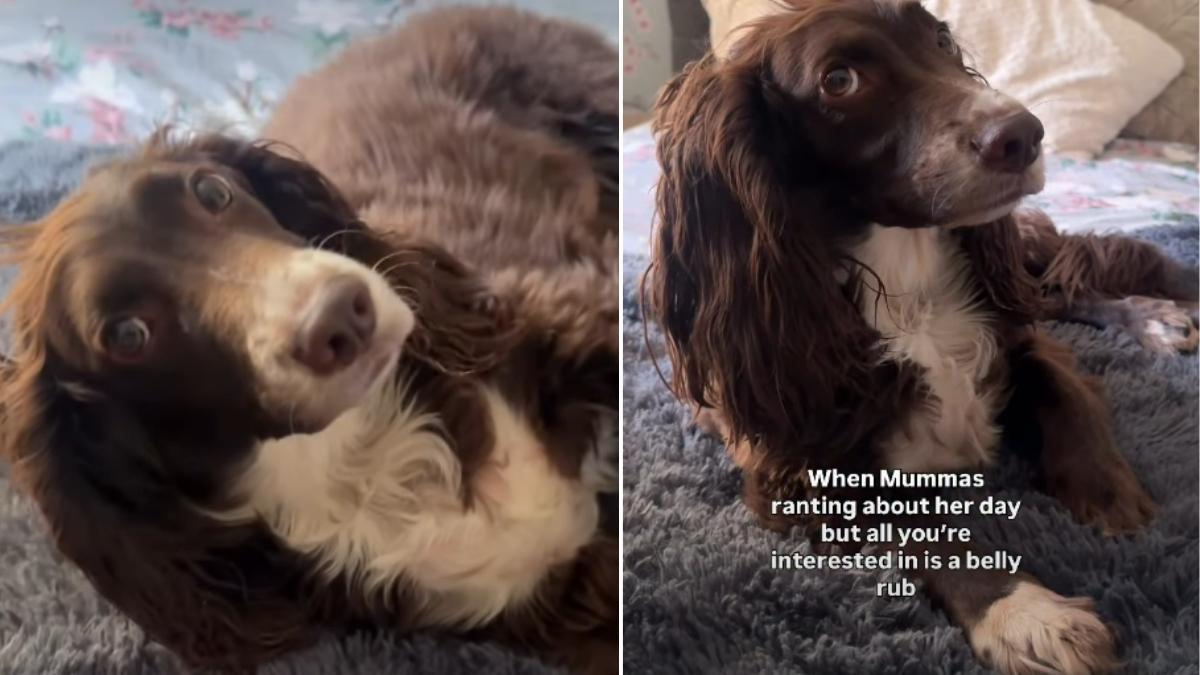 Dog Slowly Falls on Back for Belly Rubs During Mom’s Ranting - DogTime